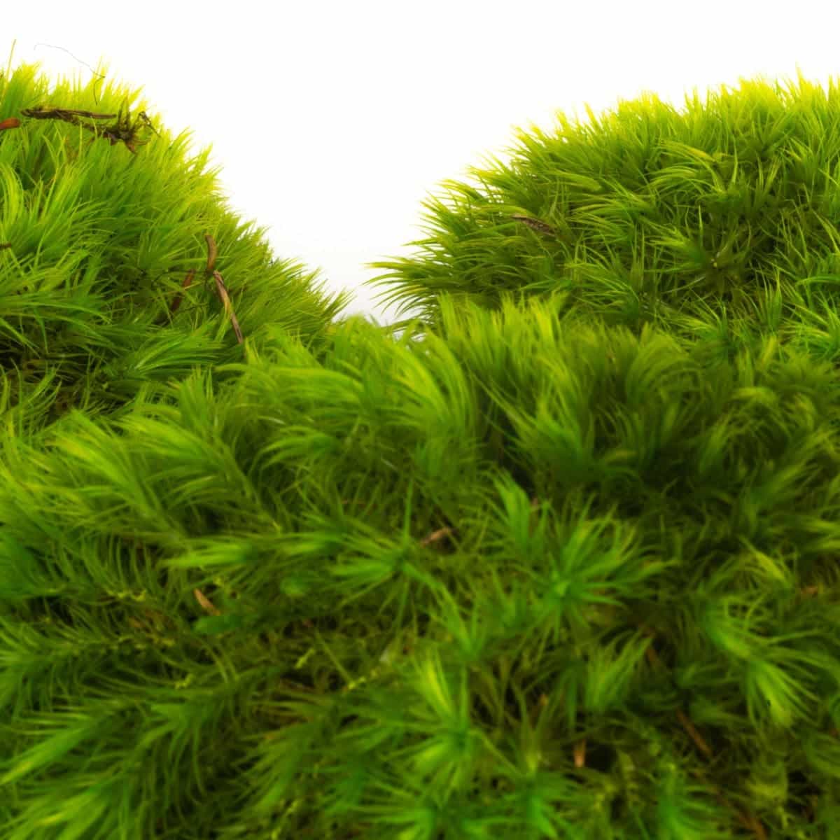 Preserved Mosses | Page 2 of 15 | ByNature - Wholesale