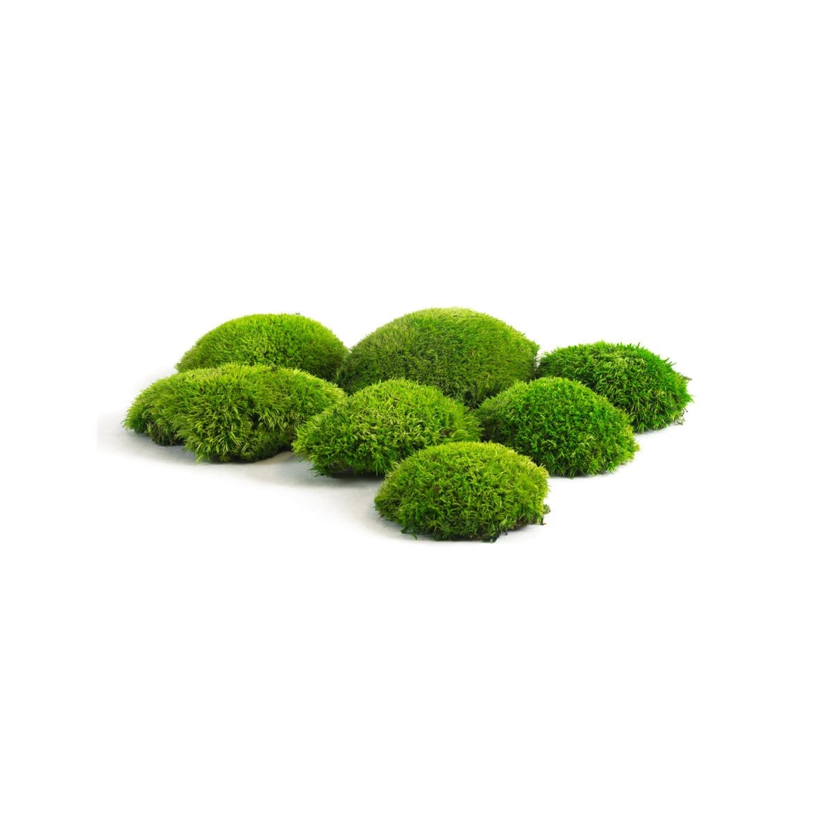 Preserved Mosses | Page 2 of 15 | ByNature - Wholesale