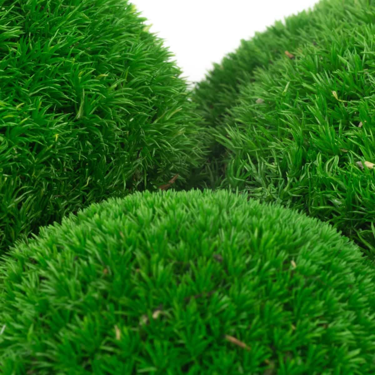 Preserved Mosses | Page 2 of 11 | ByNature - Wholesale