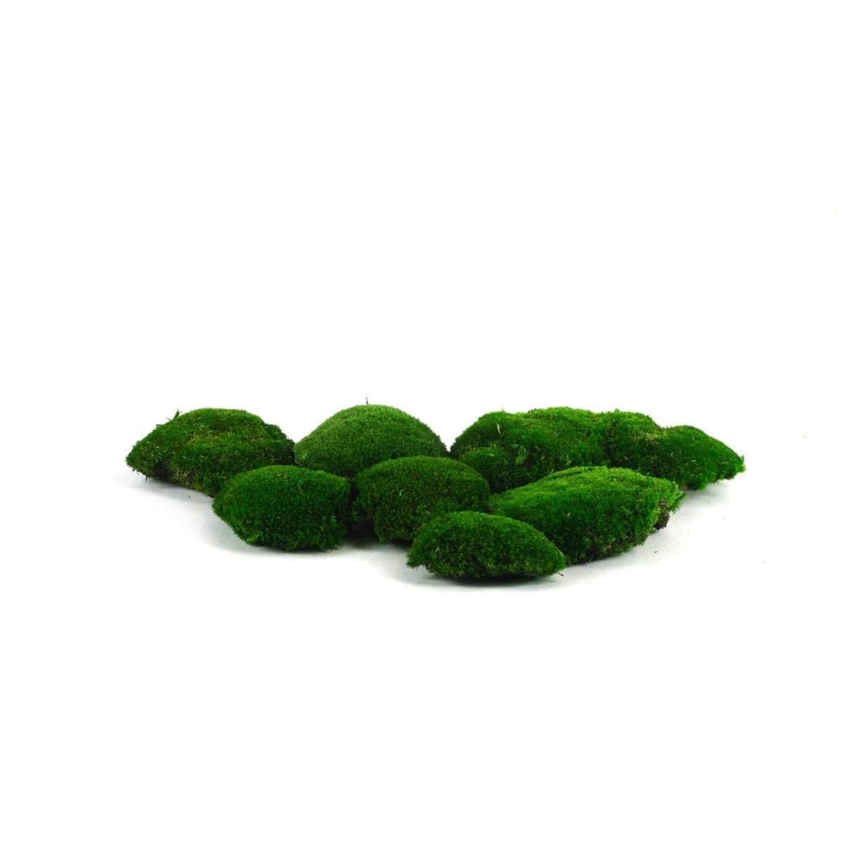 Preserved Mosses | Page 2 of 11 | ByNature - Wholesale