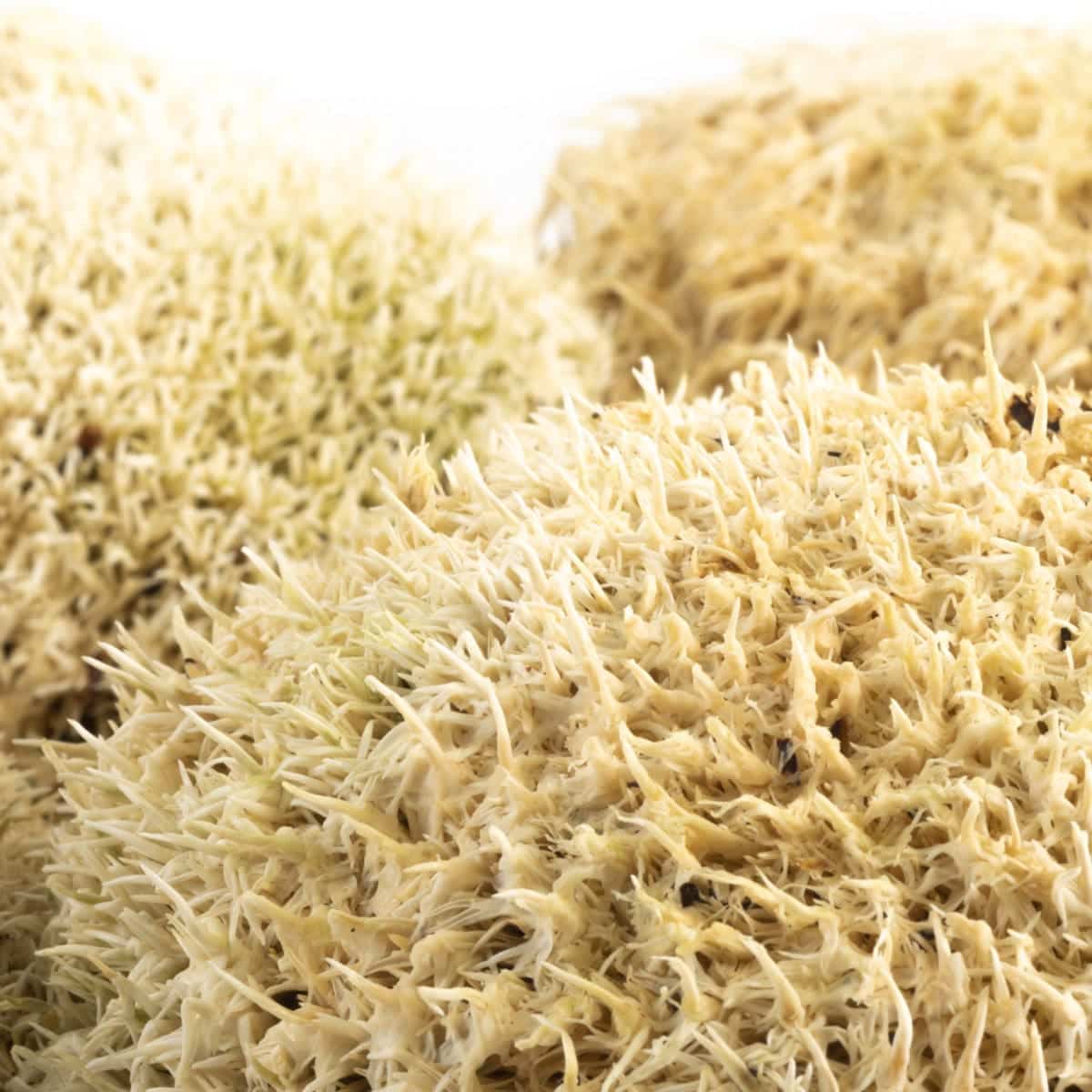 Preserved Mosses | Page 2 of 11 | ByNature - Wholesale