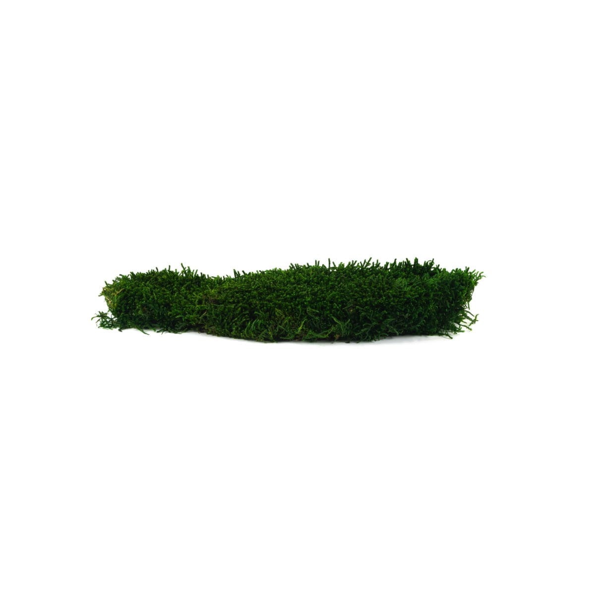 Preserved Moss | Wholesale - Buy in Bulk | ByNature