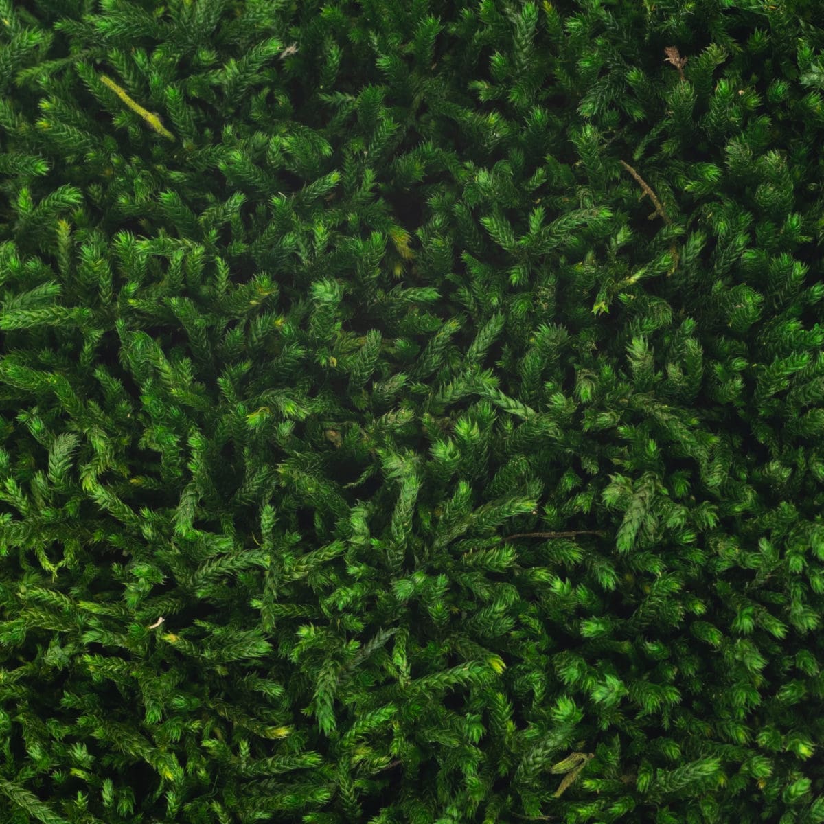 Preserved Moss | Wholesale - Buy in Bulk | ByNature