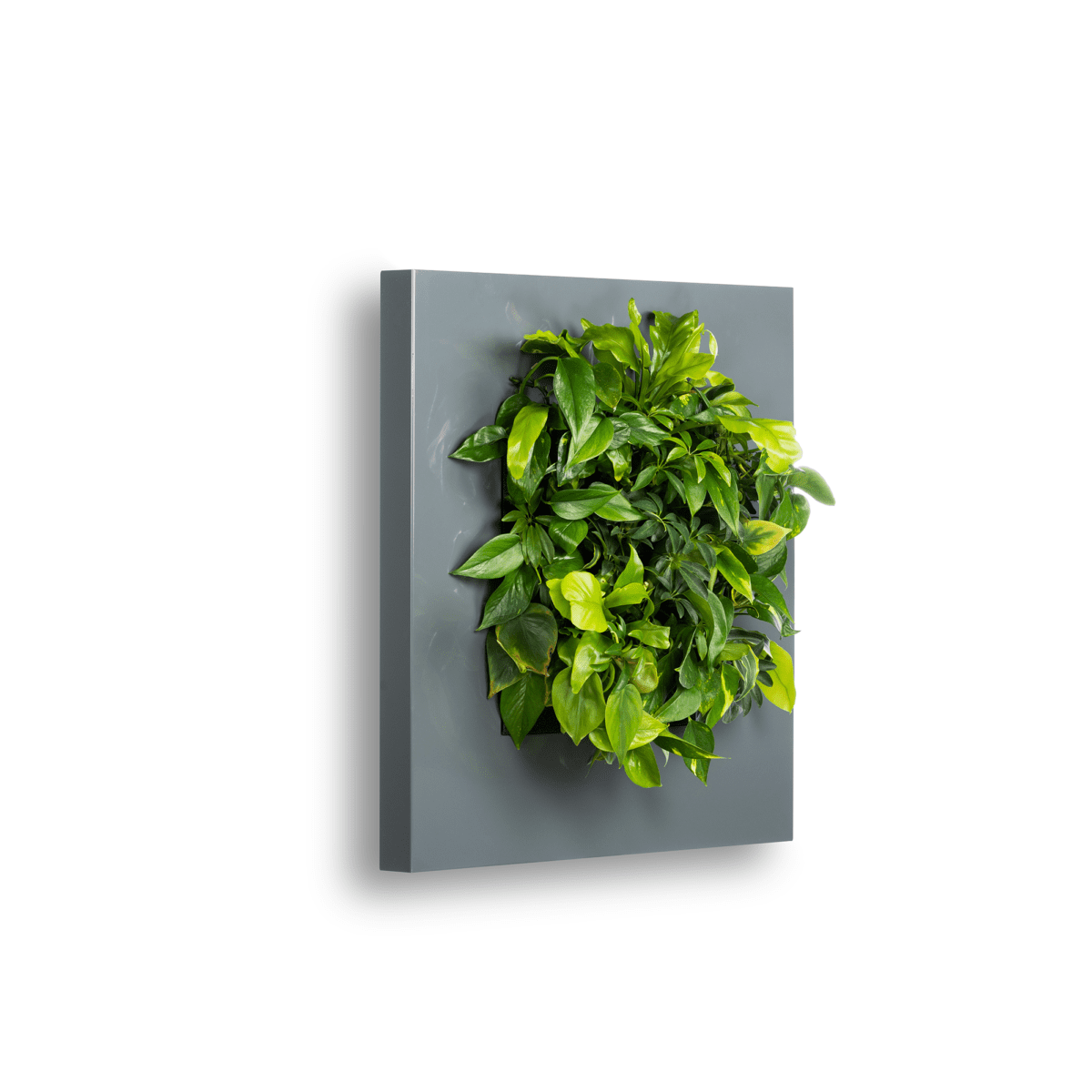 Live Products | ByNature - Wholesale