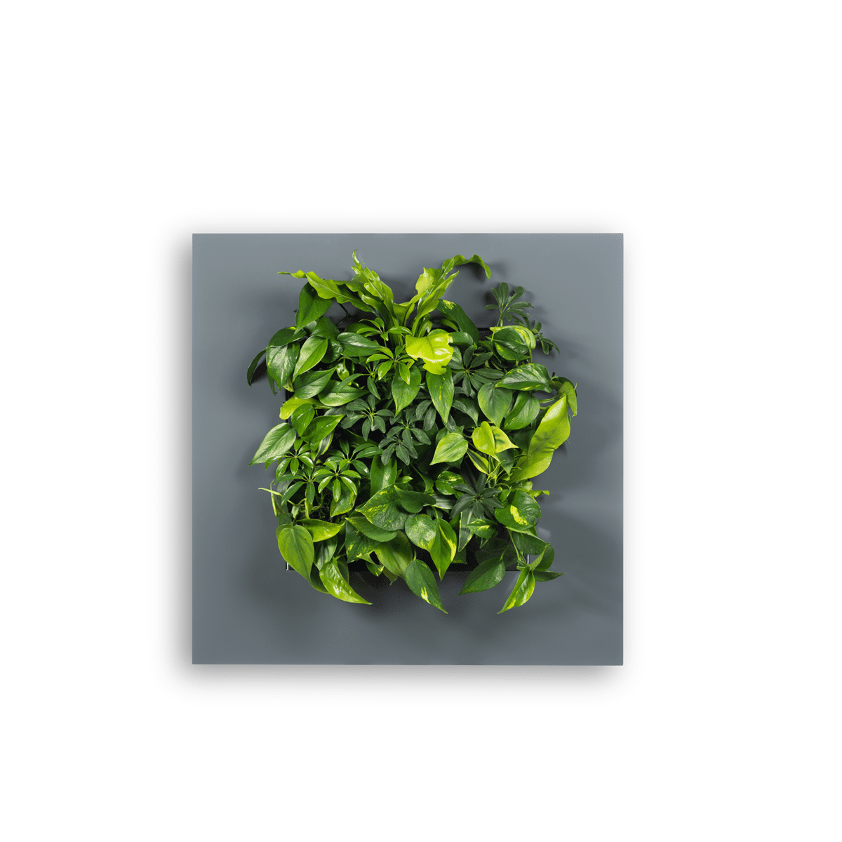 Live Products | ByNature - Wholesale