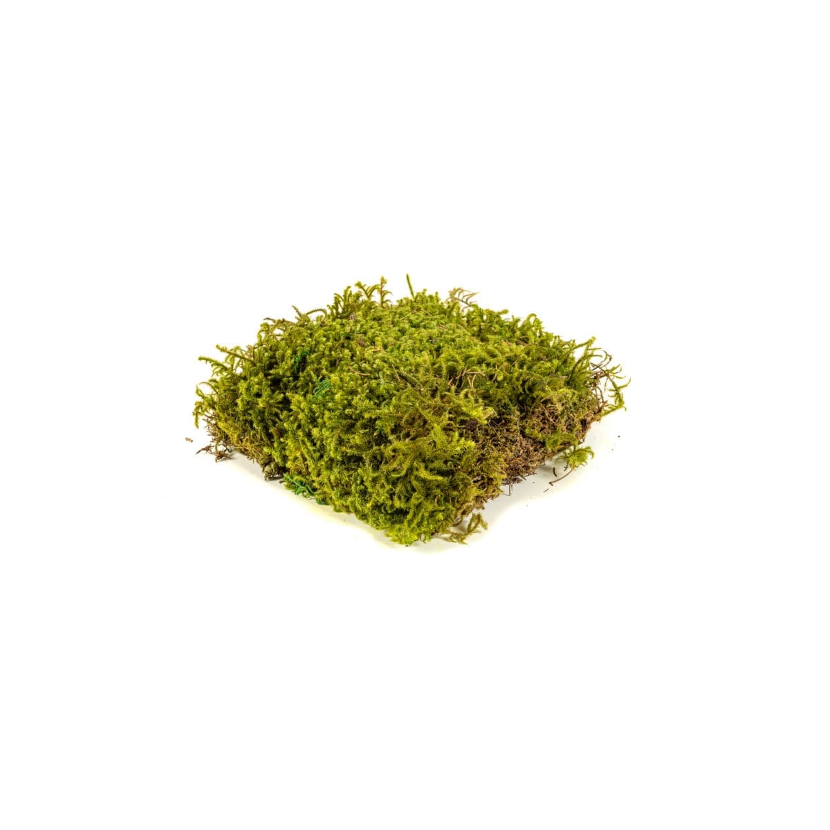 Preserved Moss | Wholesale - Buy in Bulk | ByNature