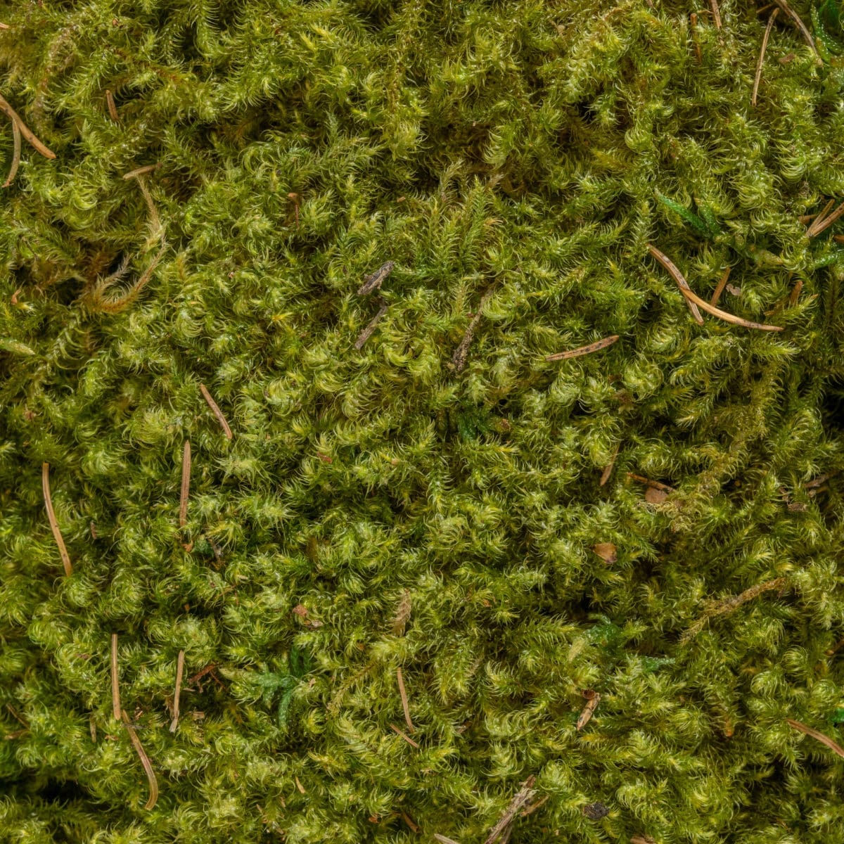 Preserved Moss | Wholesale - Buy in Bulk | ByNature