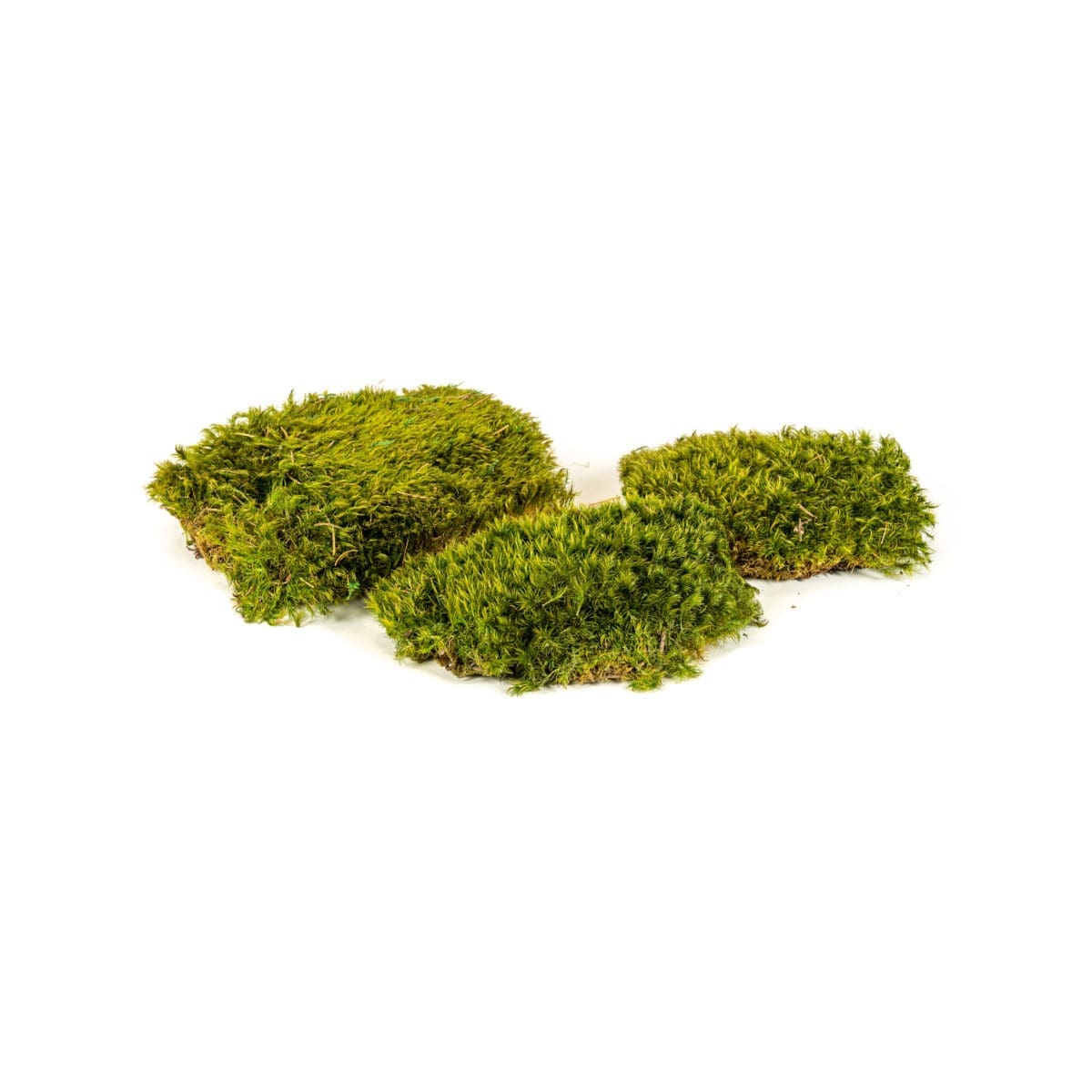 Preserved Moss | Wholesale - Buy in Bulk | ByNature