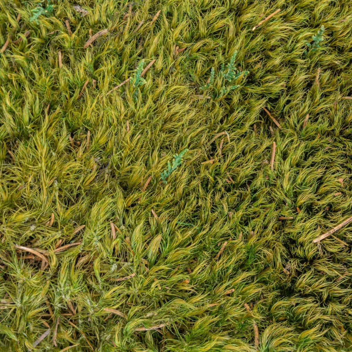 Preserved Moss | Wholesale - Buy in Bulk | ByNature