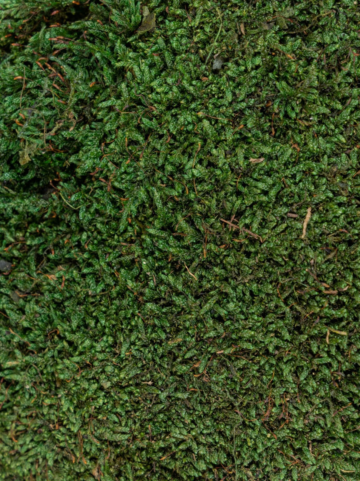Sheet Moss Dark CA (1 lb WB) | ByNature - Wholesale