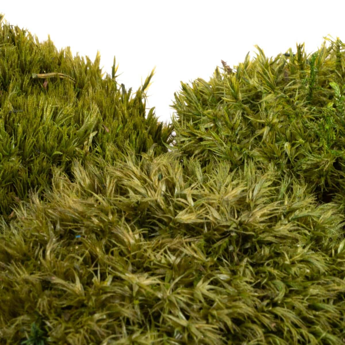 Preserved Moss | Wholesale - Buy in Bulk | ByNature